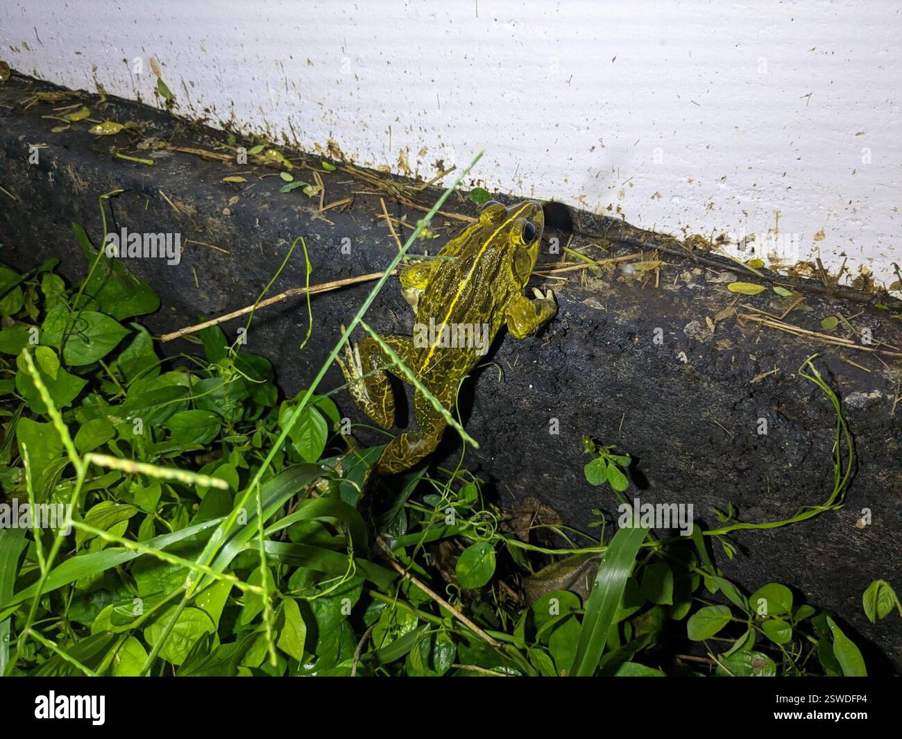 Indus Valley Bullfrog (Hoplobatrachus tigerinus), Amphibia, 6874+8Q9 ...