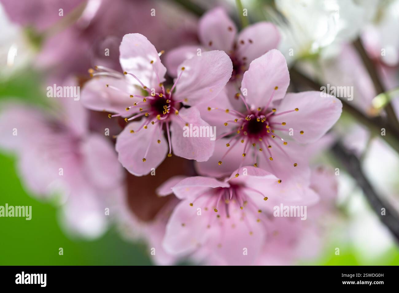 Branch of blossoming apricot with pink flowers closeup. Japanese Sakura ...