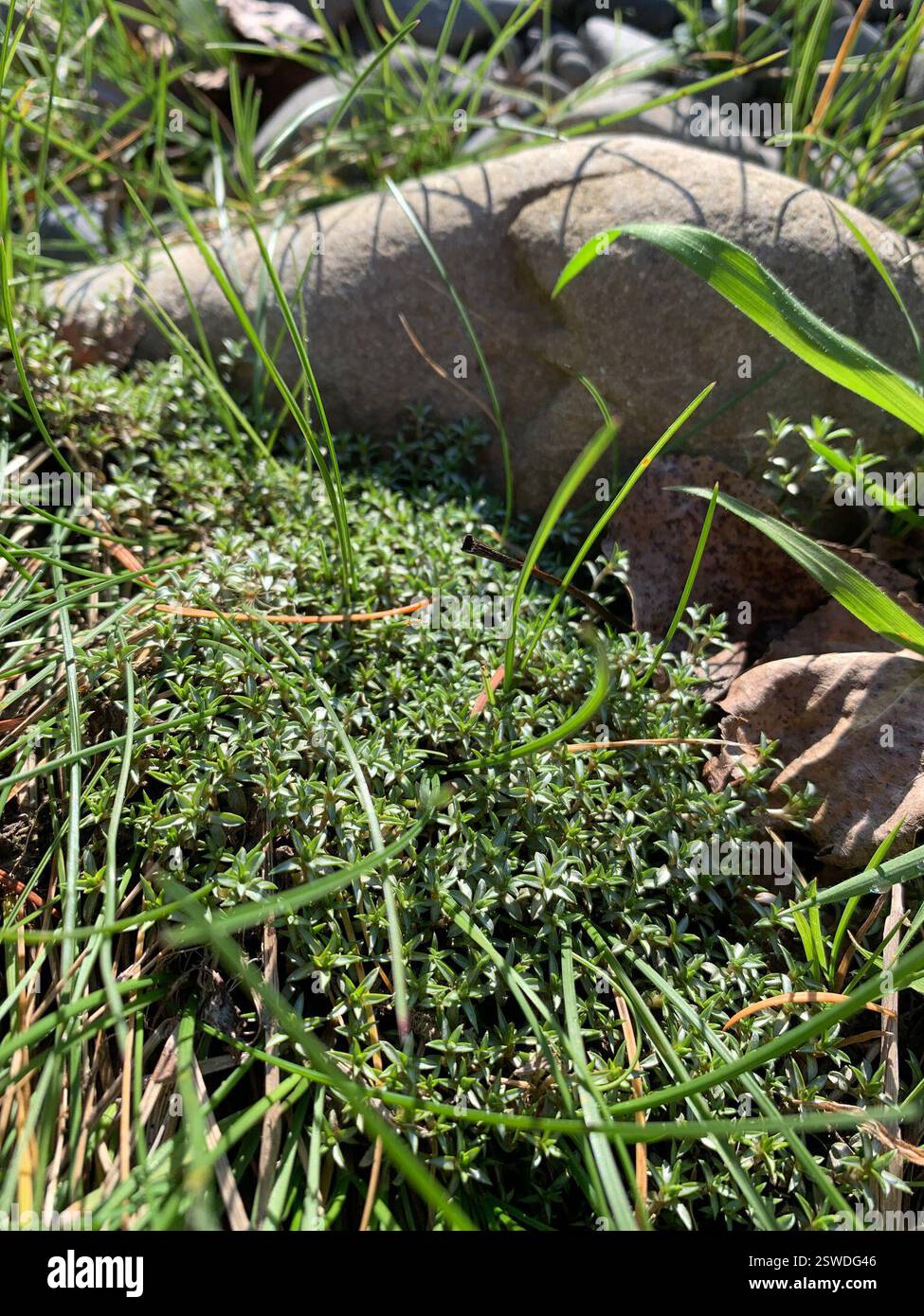 mat daisy (Raoulia tenuicaulis), Plantae, Selwyn, NZ-CA, NZ Stock Photo ...