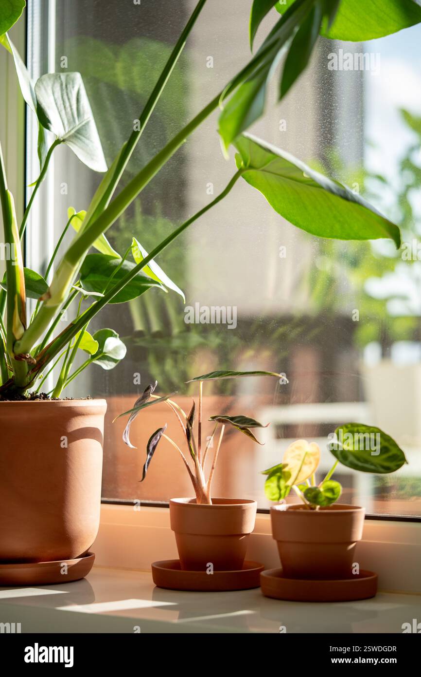 Small Alocasia, Monstera and Anthurium Silver Blush plant in clay pots ...