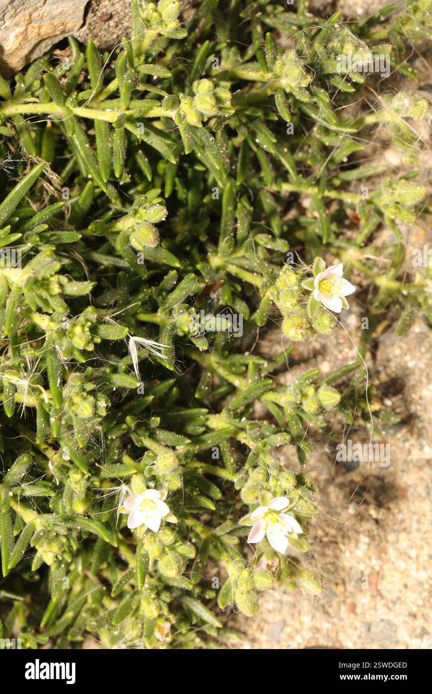 Rock Sea-spurrey (Spergularia rupicola), Plantae, Beaumaris, Anglesey ...