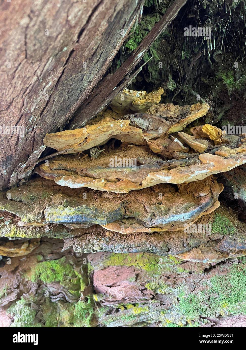 shelf fungi (Polyporales), Fungi, Papaikou, HI 96781, USA Stock Photo ...