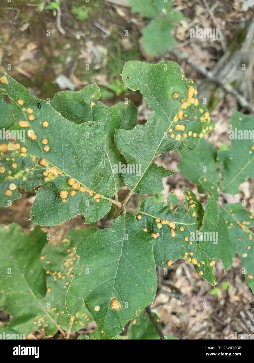 Oak Leaf Gall Midge (Polystepha pilulae), Insecta, Fox Chase, KY 40165, USA Stock Photo - Alamy