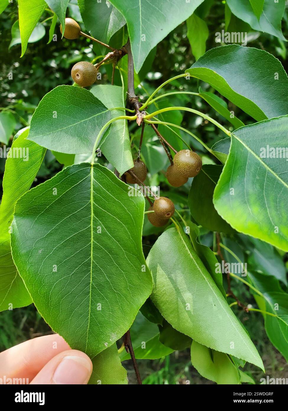 Albany ga hi-res stock photography and images - Alamy