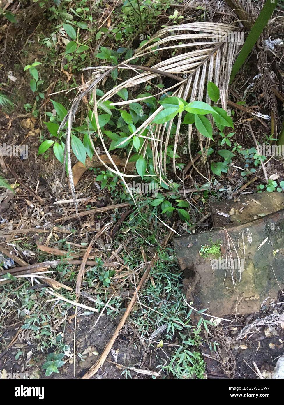 Hangehange (Geniostoma ligustrifolium ligustrifolium), Plantae, Kauri ...