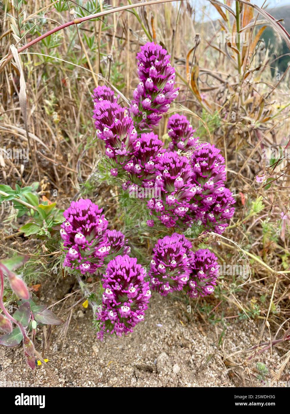 (Castilleja exserta exserta), Plantae, Garrapata State Park, Carmel, CA ...