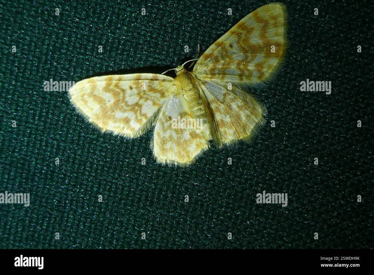 Small Yellow Wave (Hydrelia flammeolaria), Insecta, South Heale Cottage ...