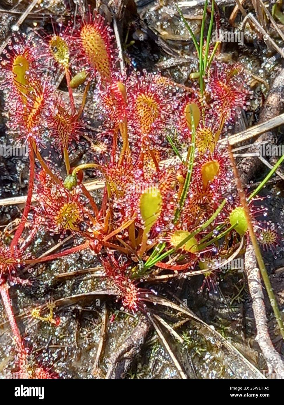 spoonleaf sundew (Drosera intermedia), Plantae, Acharacle PH36 4AB, UK ...
