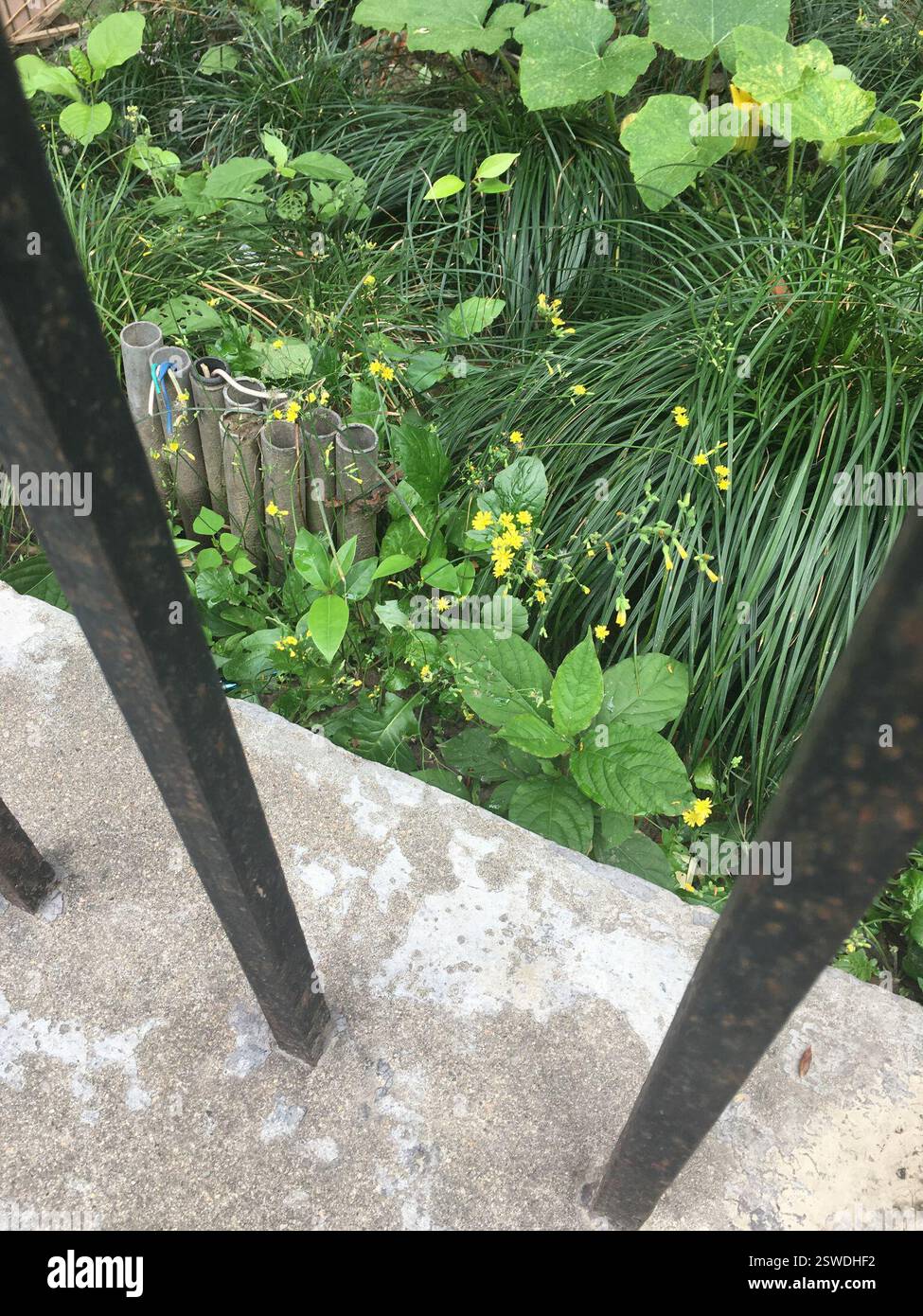 Oriental false hawksbeard (Youngia japonica), Plantae, 虹叶茗园, 上海市, CN ...