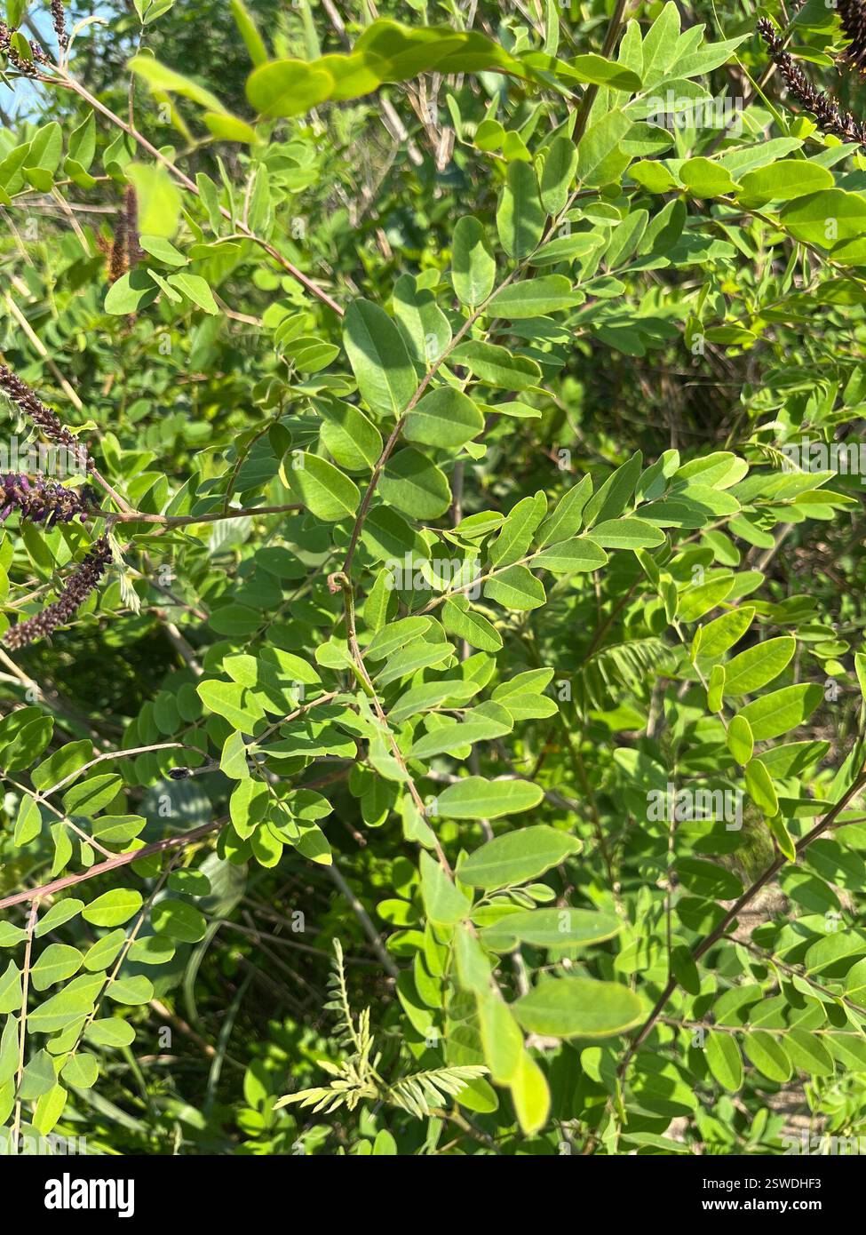 false indigo bush (Amorpha fruticosa), Plantae, Port Burwell Provincial ...