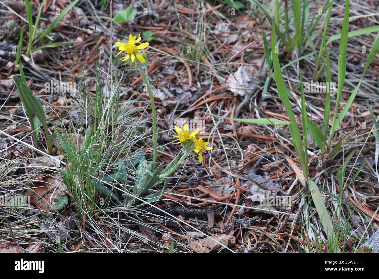 woolly groundsel (Packera cana), Plantae, Teller County, CO, USA Stock ...