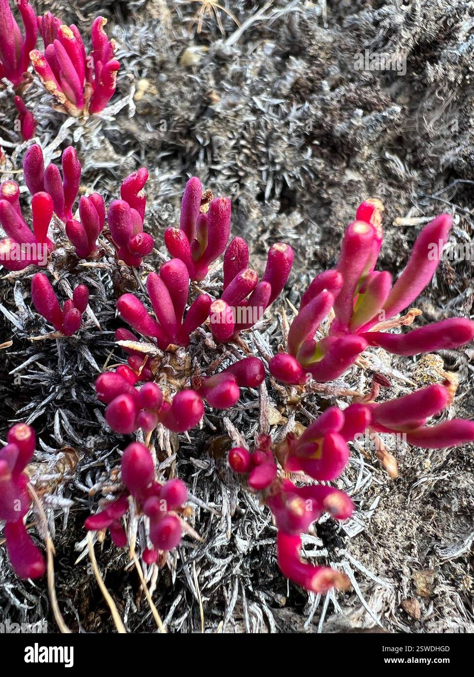 Spiny Fameflower (Phemeranthus spinescens), Plantae, Grant County, WA ...