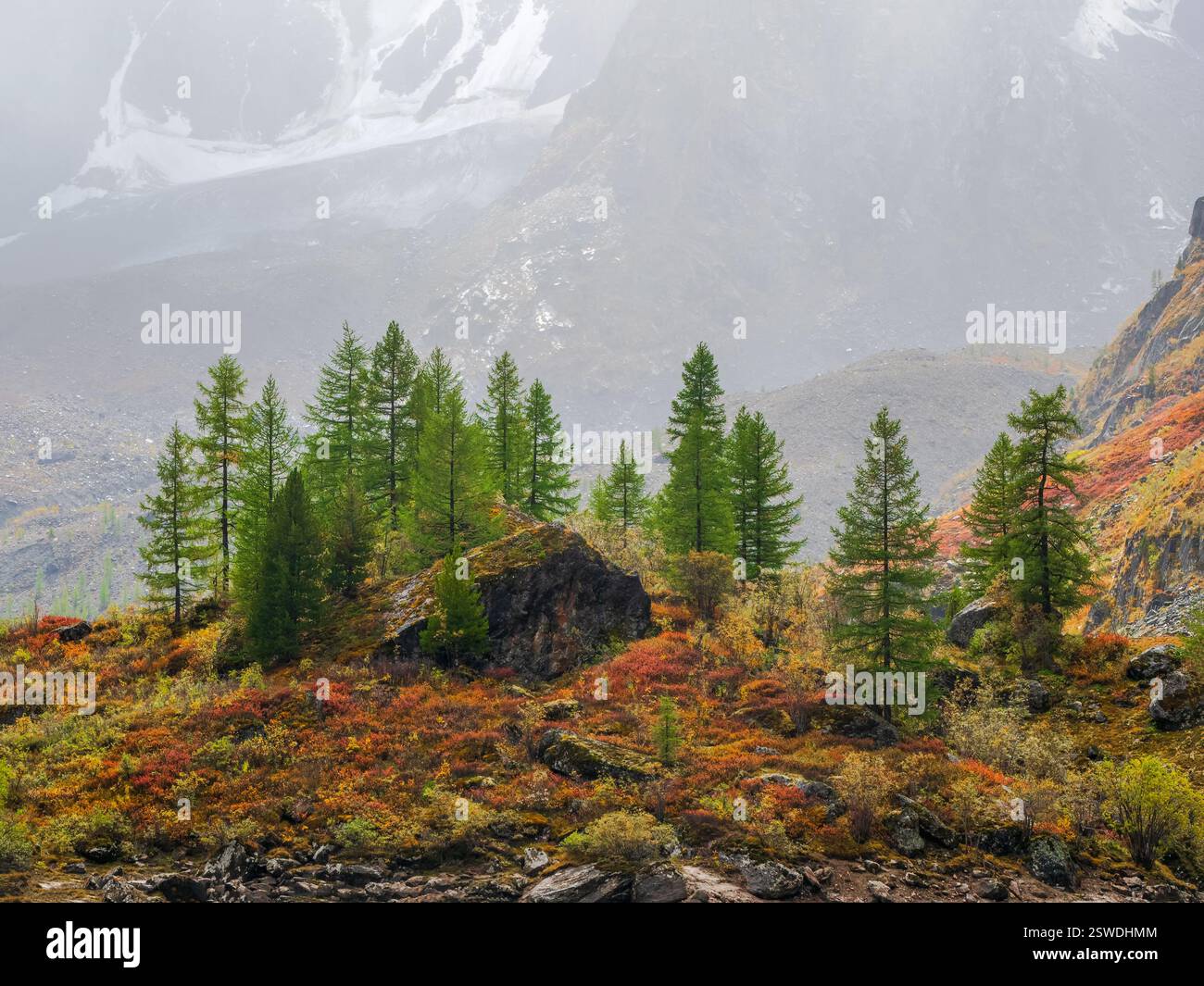 Scenery with edge coniferous forest and rocks in light mist ...