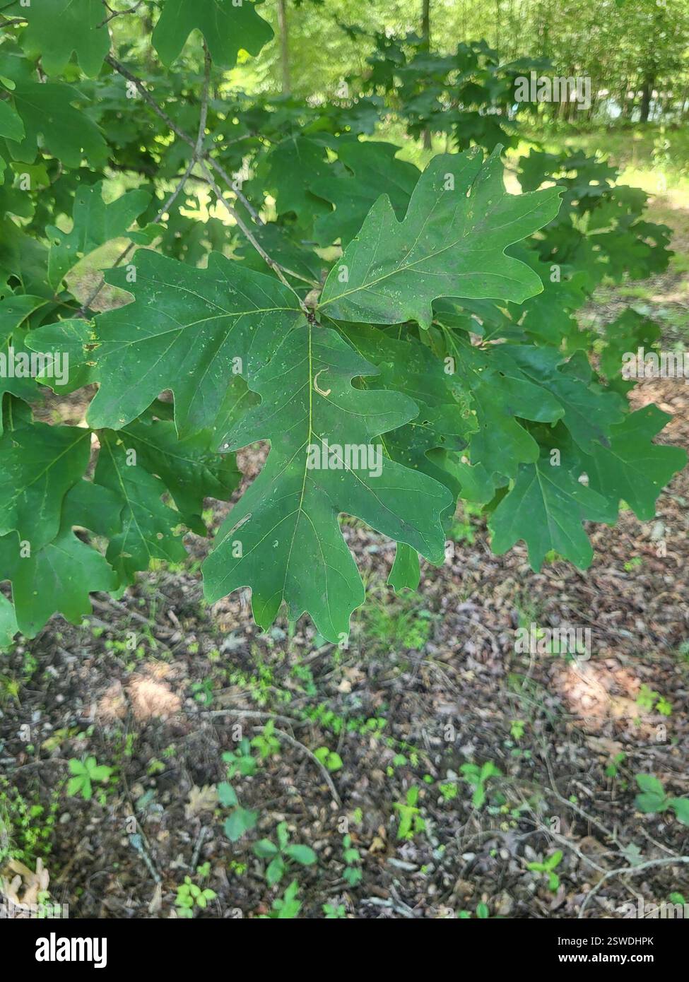 white oak (Quercus alba), Plantae, Kentucky Colonels Administration ...
