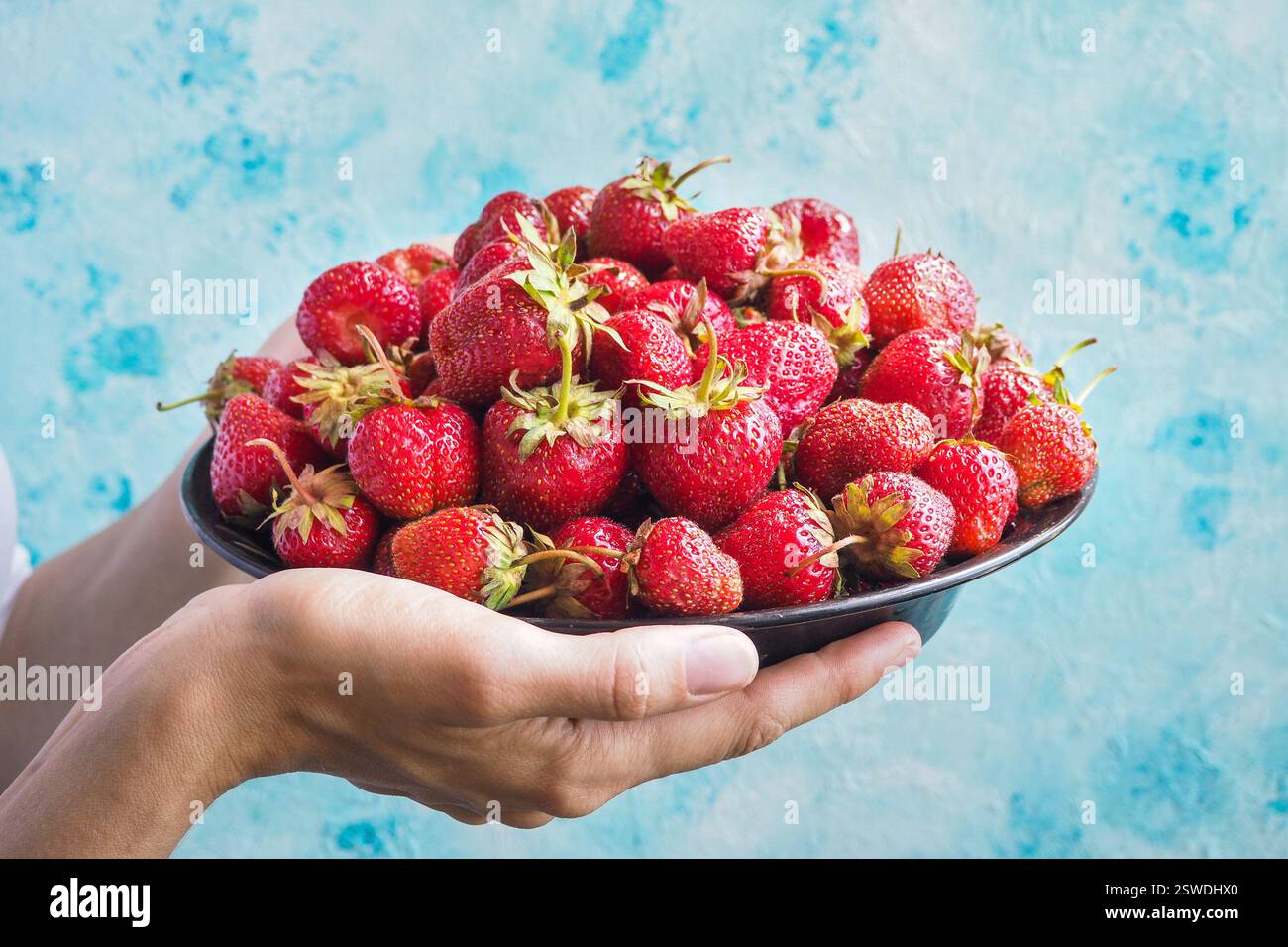 Female hands picking fresh strawberries hi-res stock photography and images - Alamy
