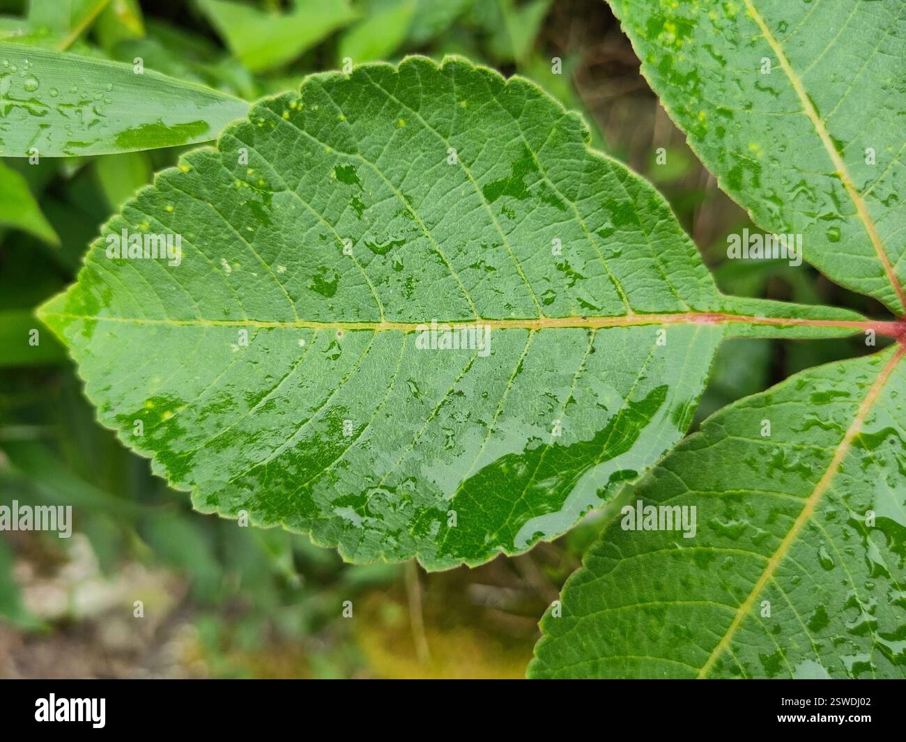 Chinese sumac (Rhus chinensis), Plantae, Tonoshō, JP-OY, Seto - Naikai ...