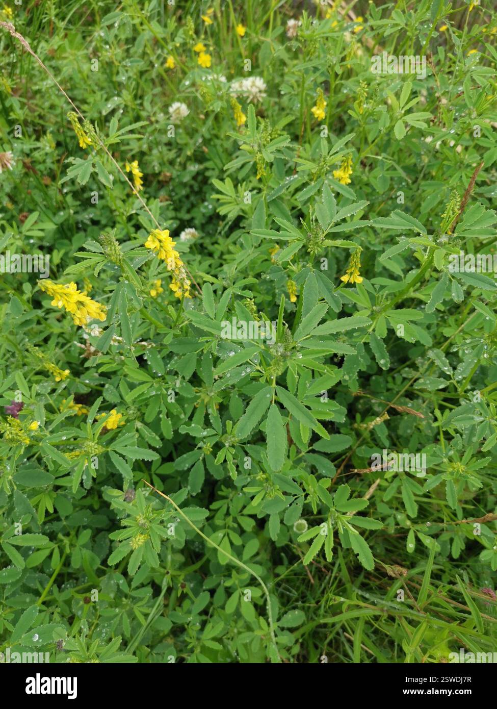 Yellow Sweetclover (Melilotus officinalis), Plantae, Old Quarrington ...