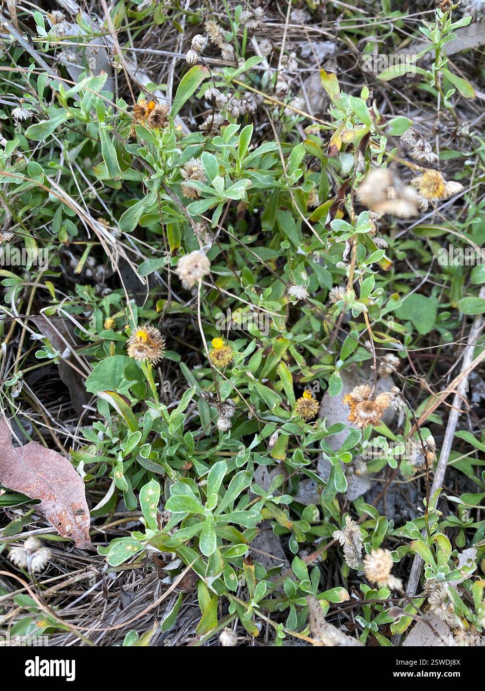 Common Everlasting (Chrysocephalum apiculatum), Plantae, Jimboomba, QLD ...