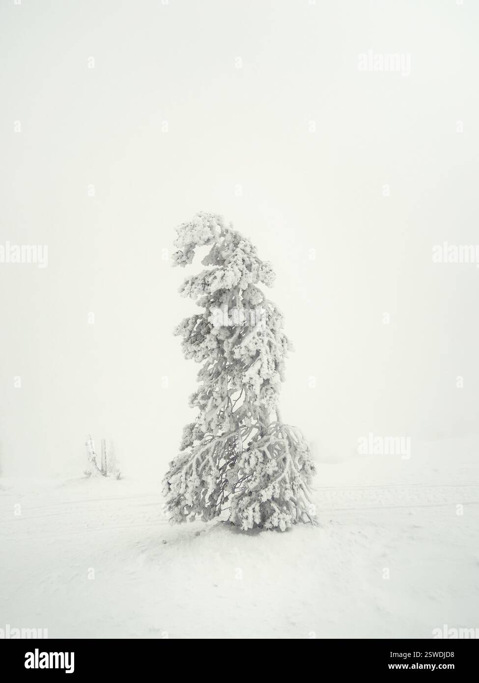 Soft focus. Magical bizarre silhouettes of trees are plastered with ...