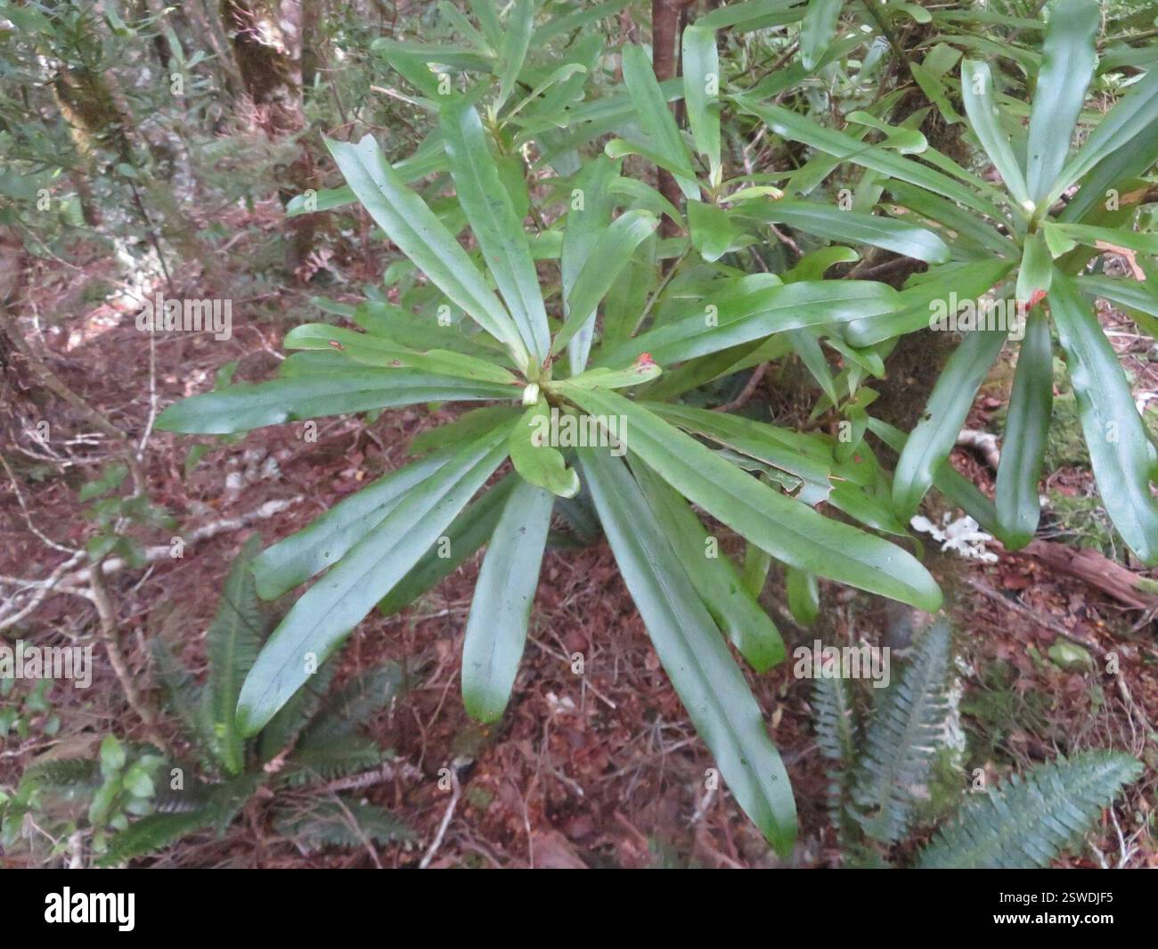 Toro (Myrsine salicina), Plantae, Tararua Range Stock Photo - Alamy