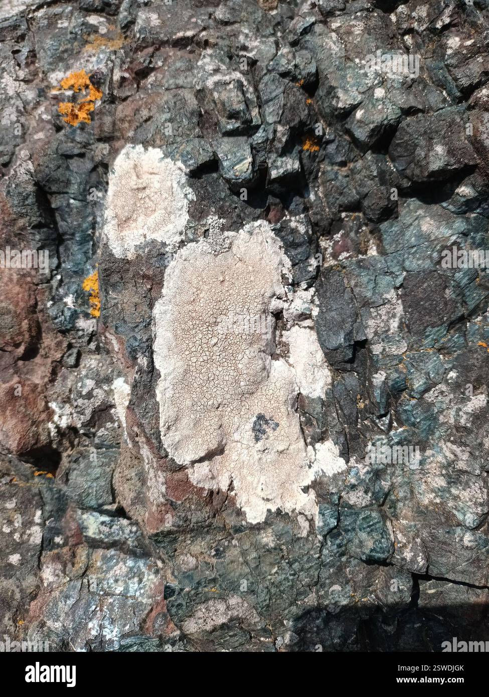 Crawfish Lichen (Ochrolechia parella), Fungi, Cornwall, UK Stock Photo ...