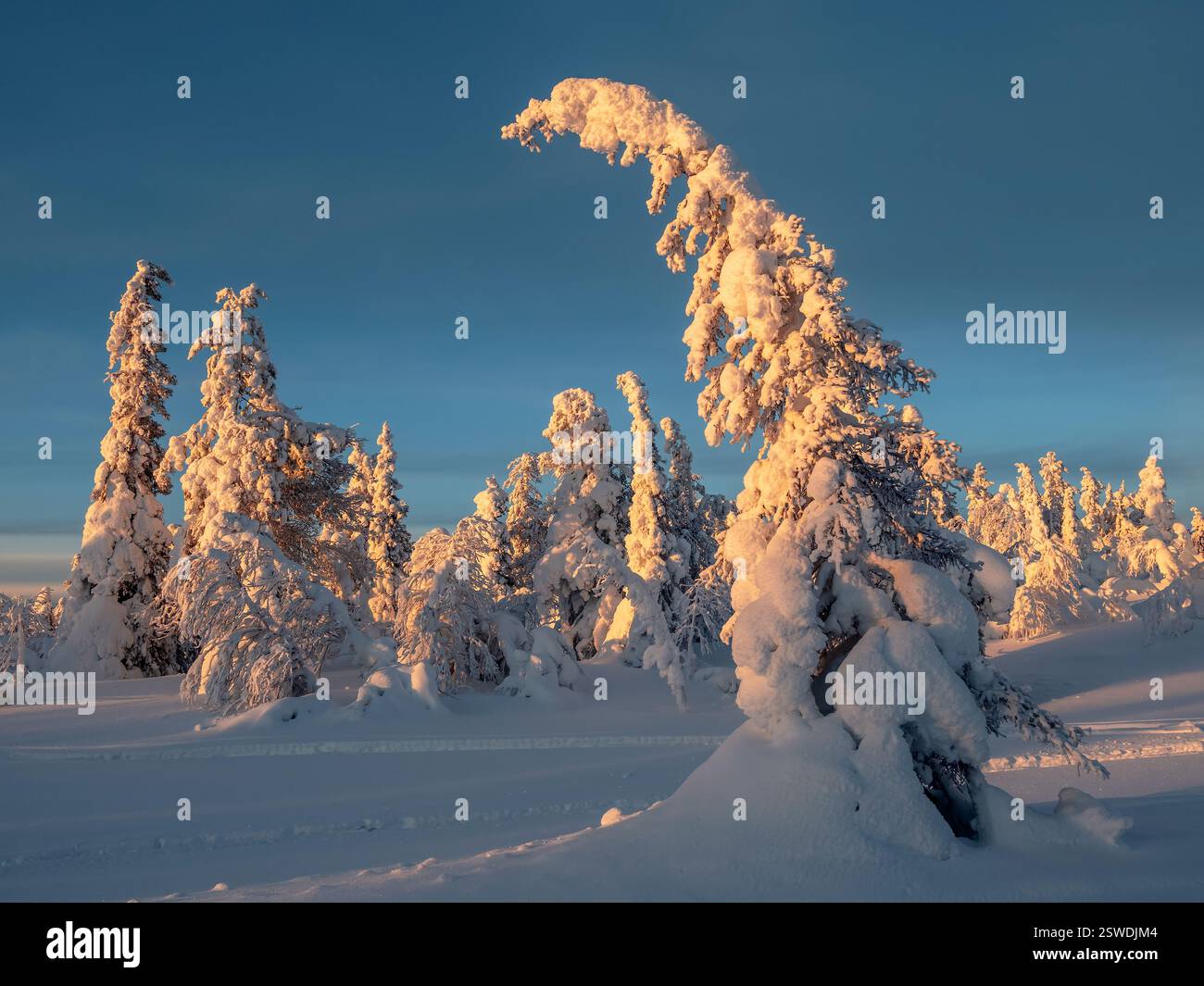 Golden morning light on snow-covered fir trees. Arctic harsh nature ...