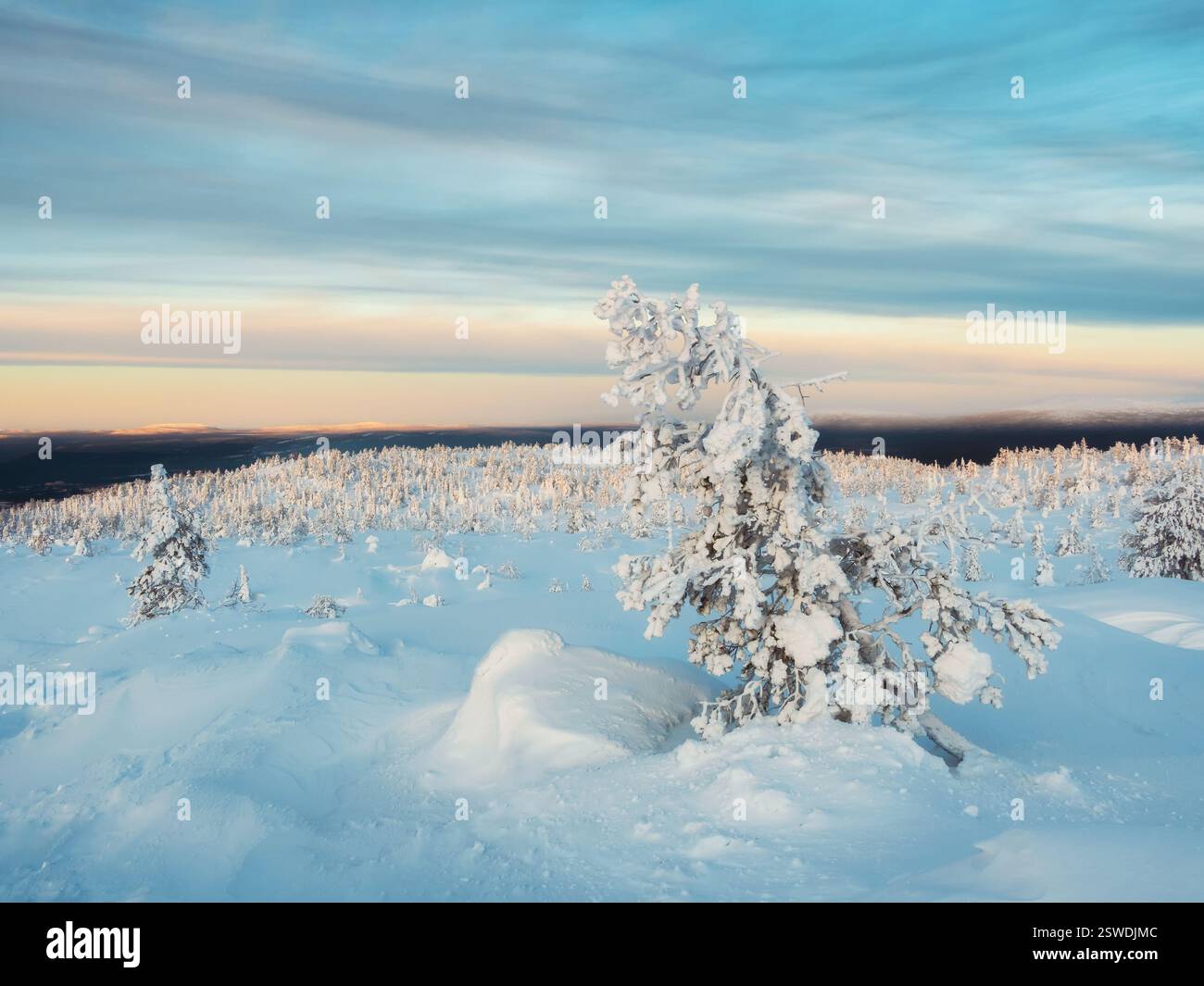 Minimalistic pink dawn magical bizarre silhouette of trees are ...