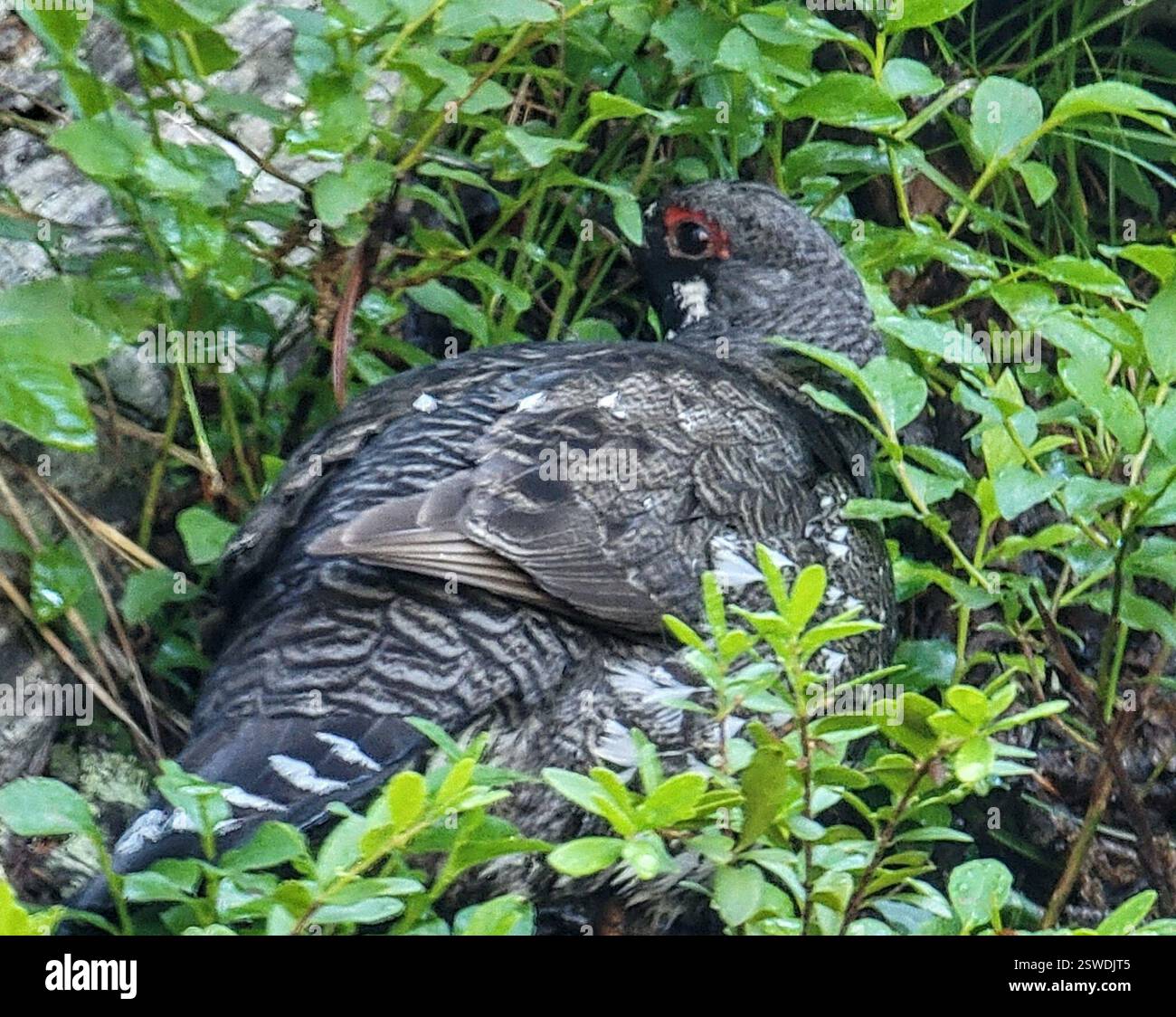 Franklin's Grouse (Canachites canadensis franklinii), Aves, Browning ...