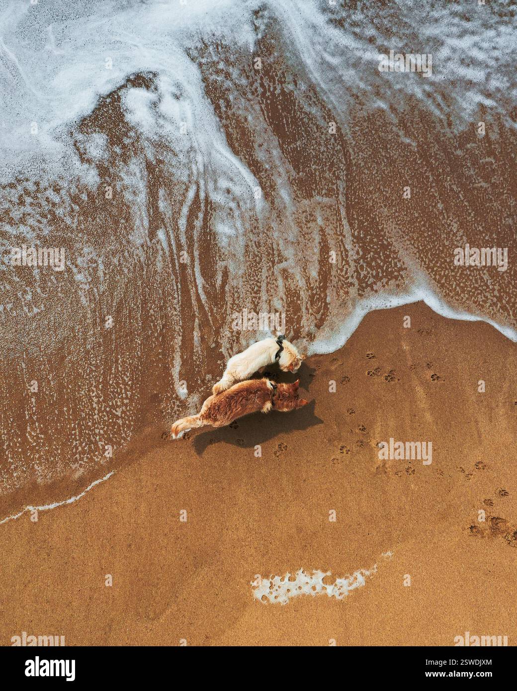 German White Shepherds Playing at the Beach Stock Photo - Alamy