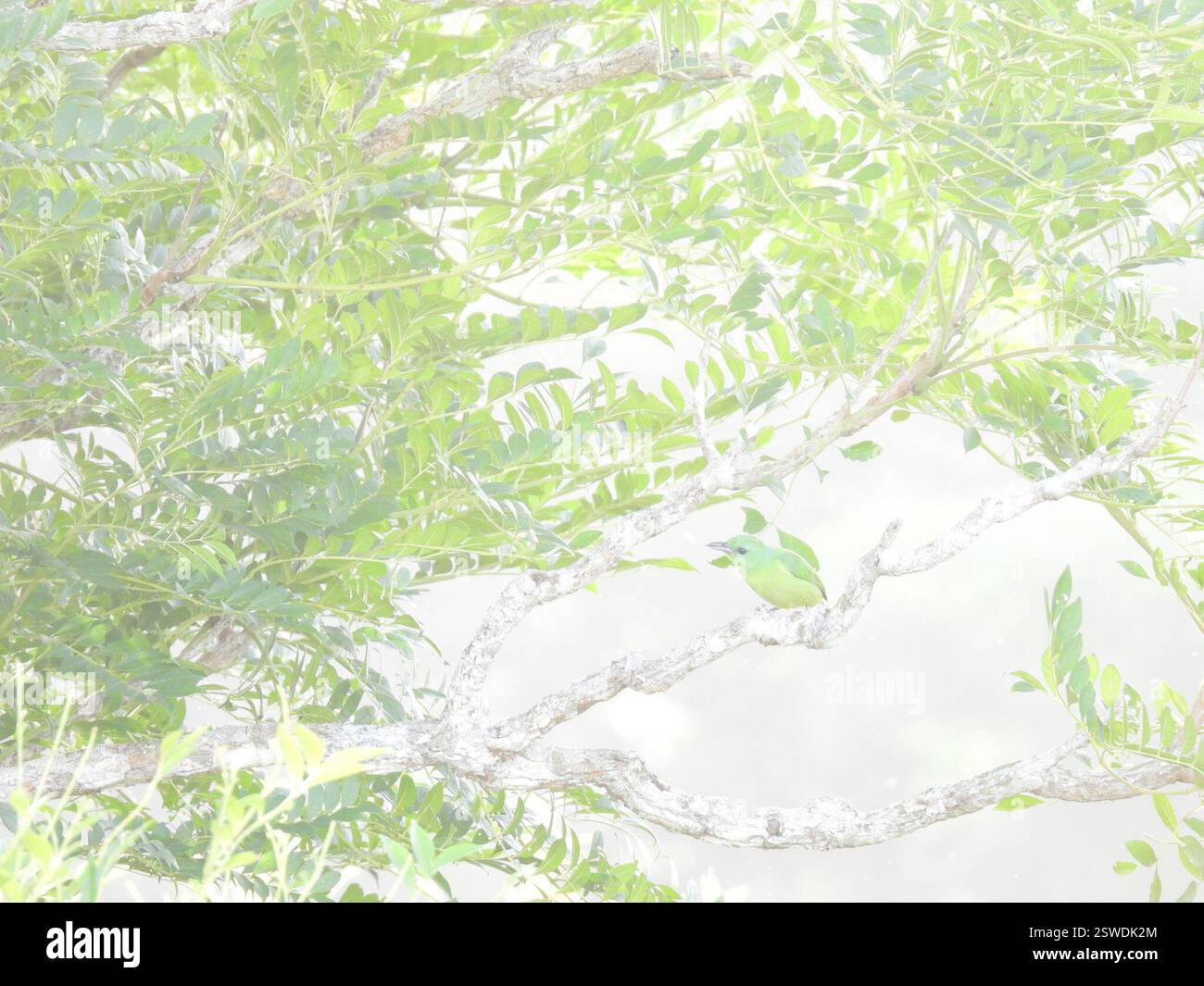 Green Shrike-Vireo (Vireolanius pulchellus), Aves, Panama Stock Photo ...