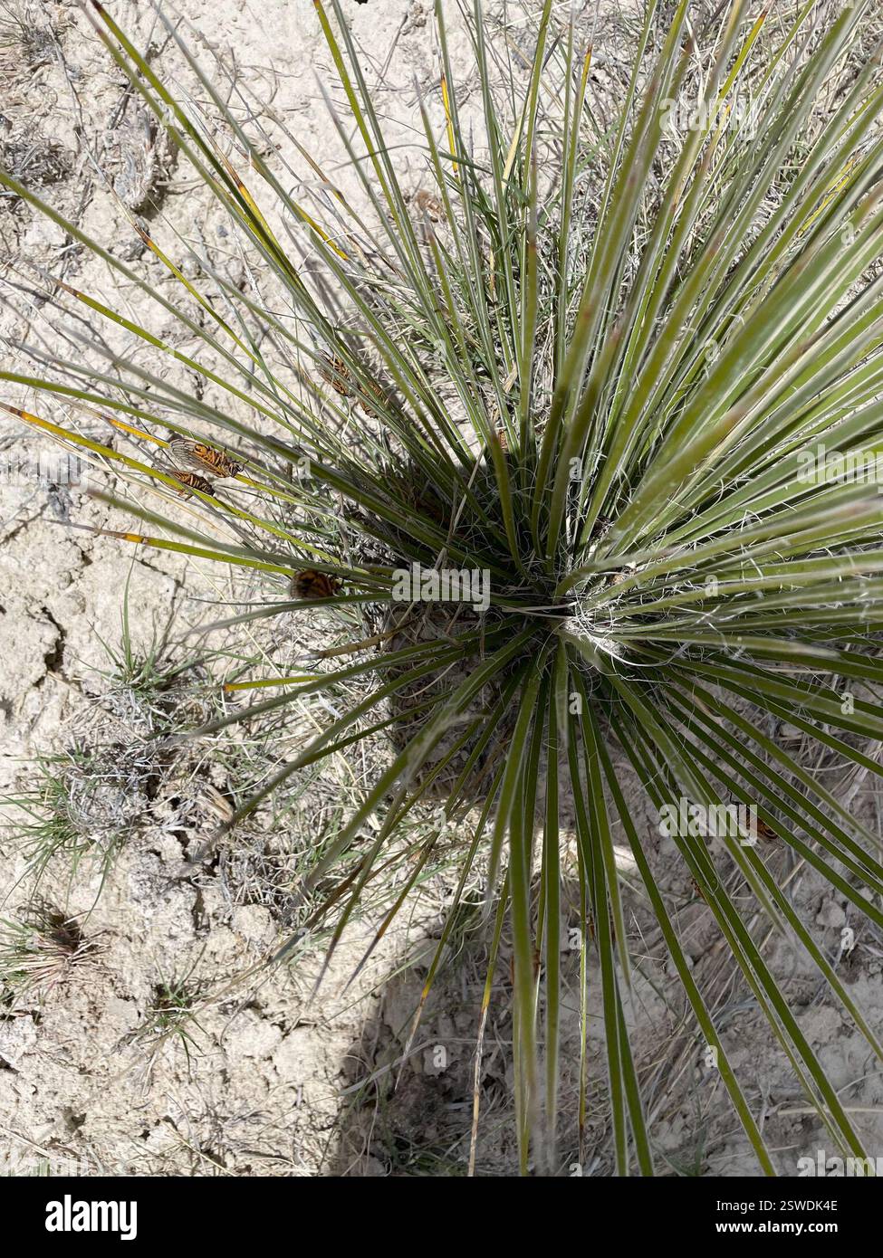 Walking Cicada (Okanagana synodica), Insecta, Estancia, NM, US, Yellow ...