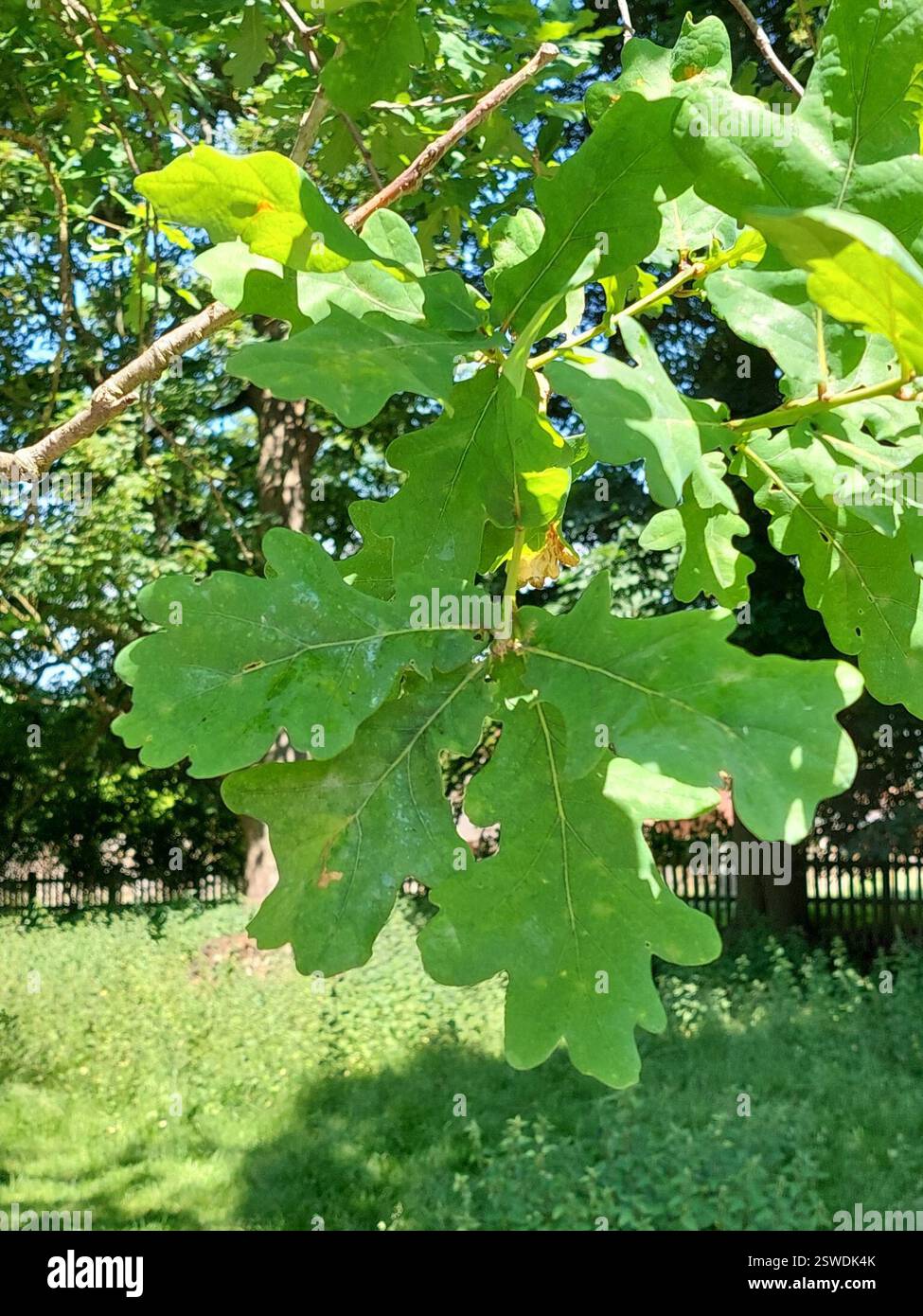 English oak (Quercus robur), Plantae, The Riding School, Calke Abbey ...