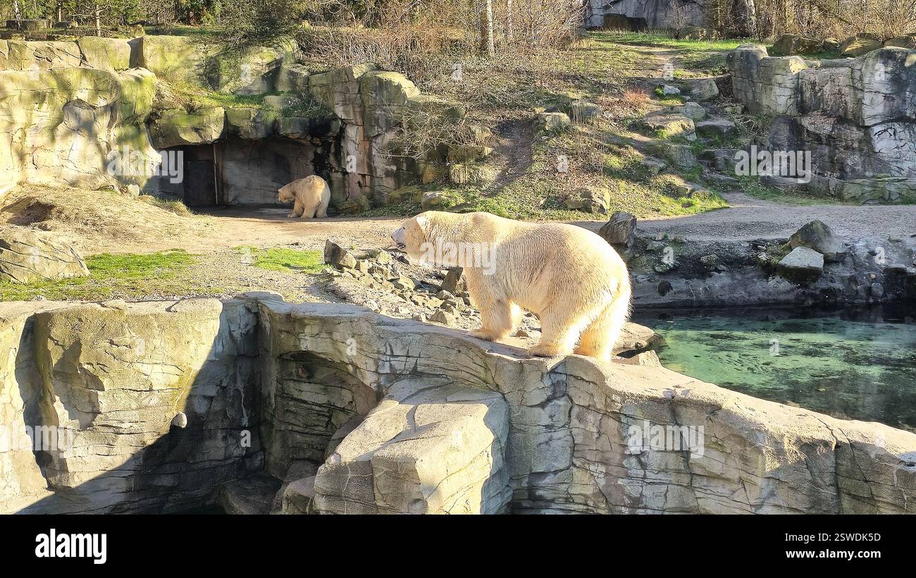 Experience the majestic Polar Bears in their beautiful natural habitat ...