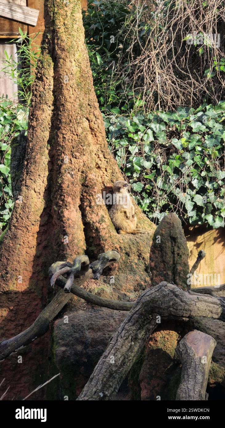 Monkeys peacefully rest on the twisted roots of trees, surrounded by ...