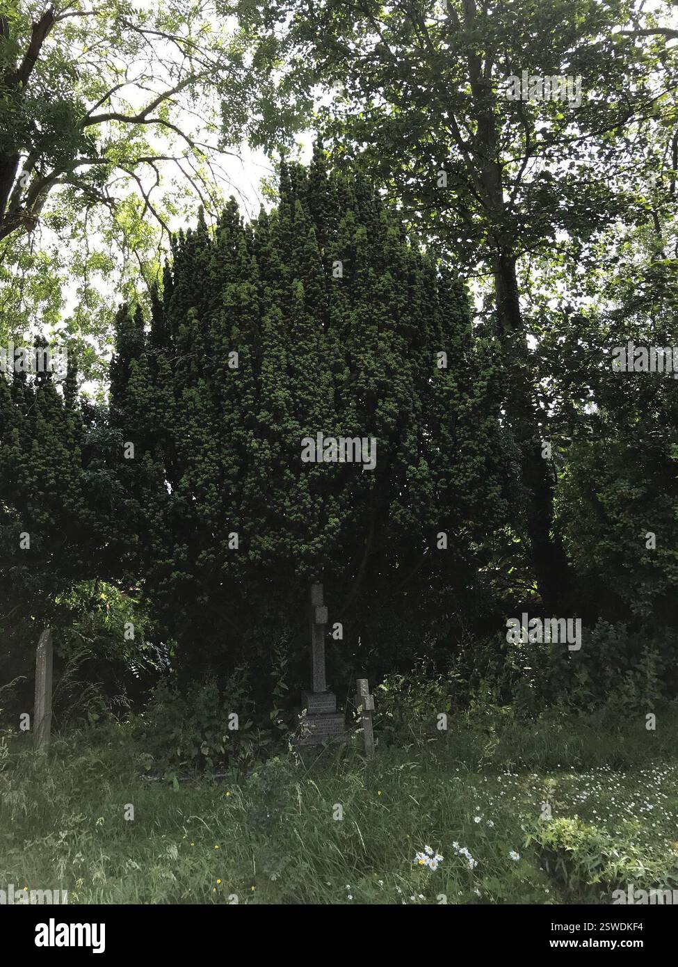 yew family (Taxaceae), Plantae, St Mary's Cemetery, Beverley, England ...