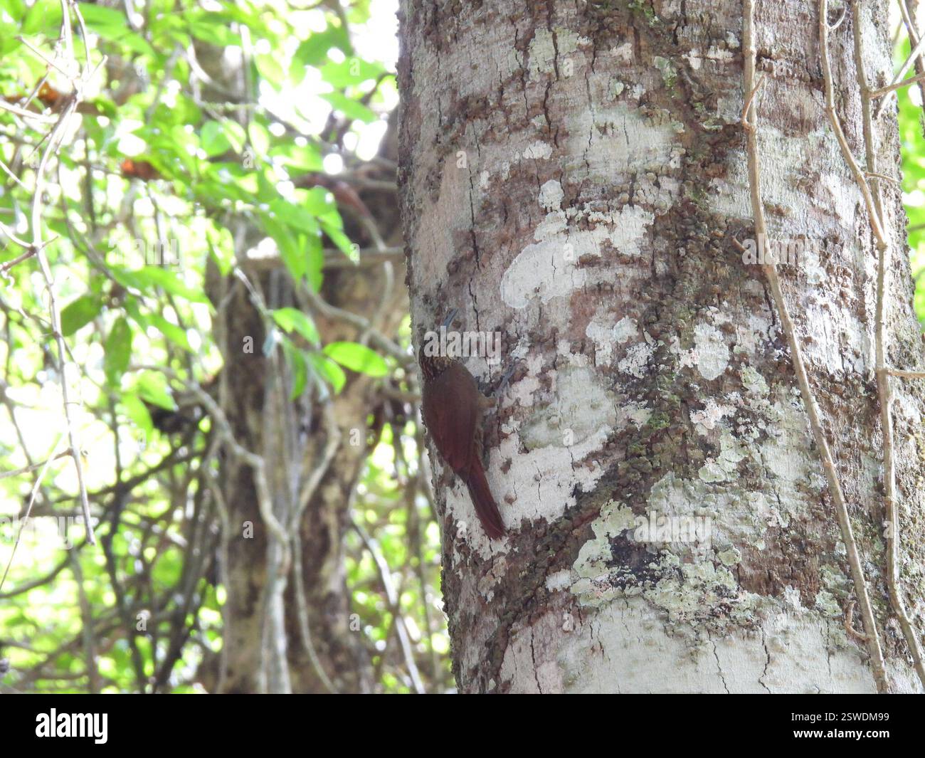 Yellow-headed Gecko (Gonatodes albogularis), Reptilia, Panama Stock ...