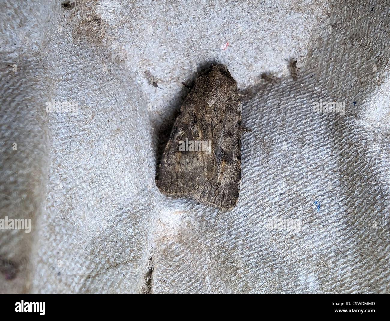 Mottled Rustic (Caradrina morpheus), Insecta, Lingwood, Norwich NR13 ...