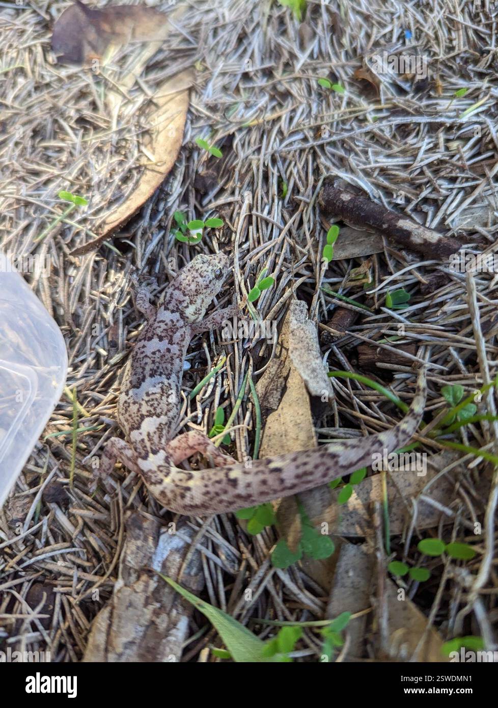 Southern Marbled Gecko (Christinus marmoratus), Reptilia, Western ...