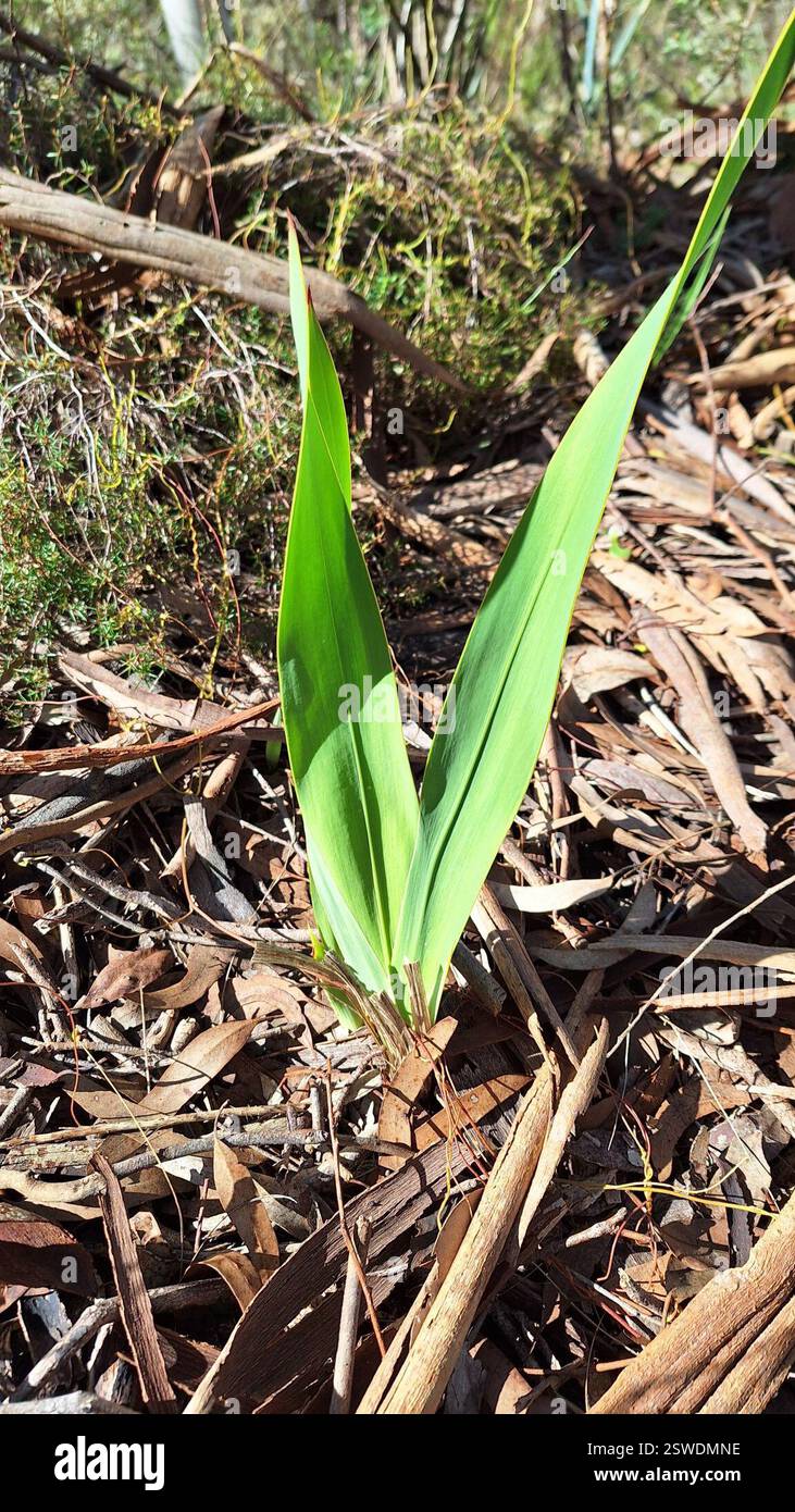 Bulbil Watsonia (Watsonia meriana bulbillifera), Plantae, Coromandel ...