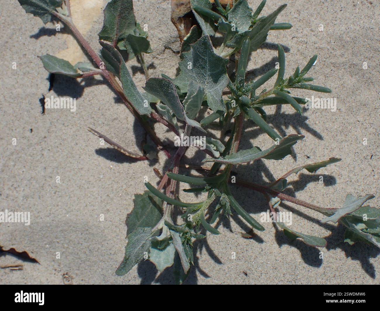 saltwort (Salsola kali), Plantae, Hampshire, UK, Land East of Sandy ...