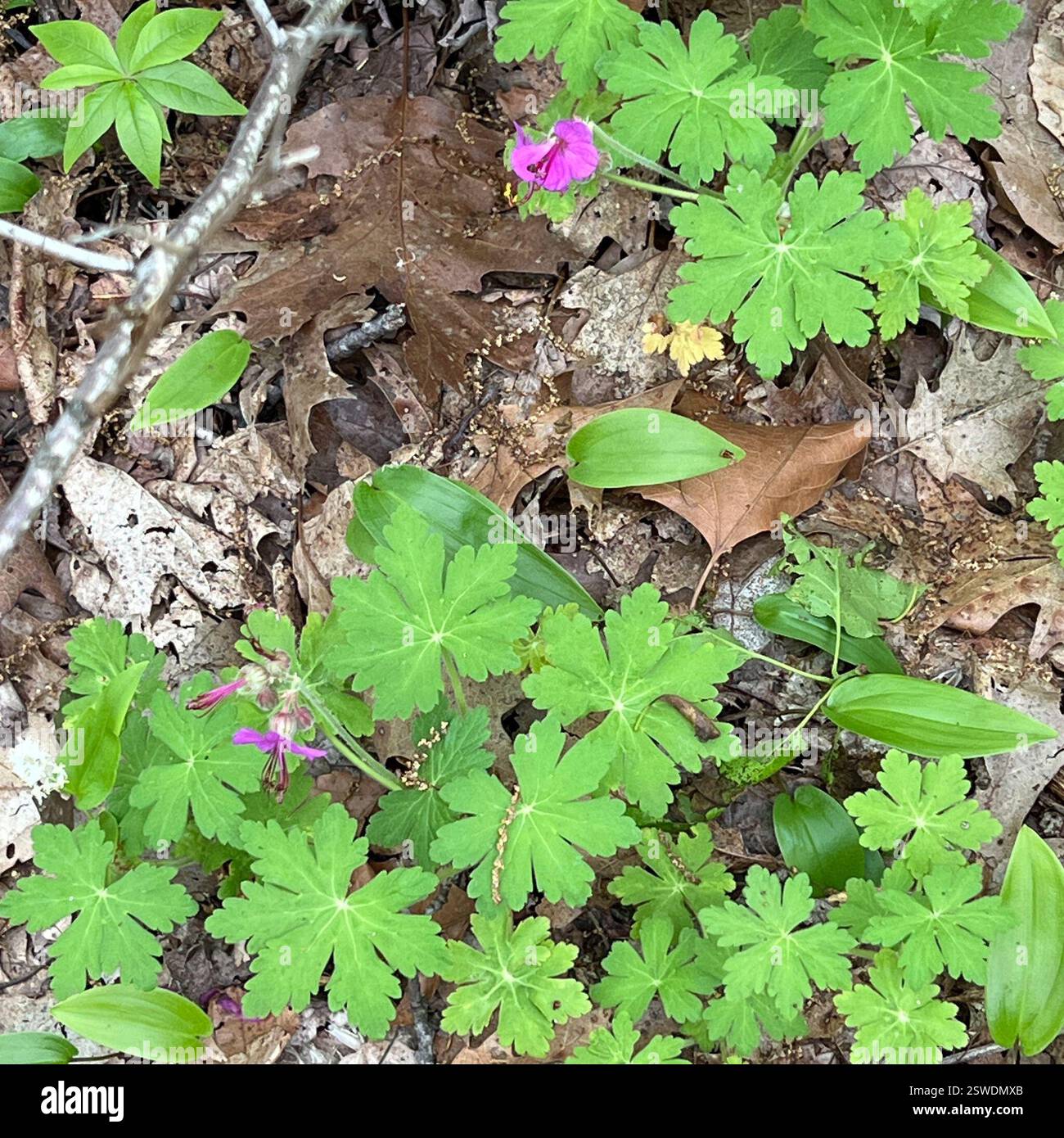 Rock Crane's-bill (Geranium macrorrhizum), Plantae, Albro Lake Rd ...