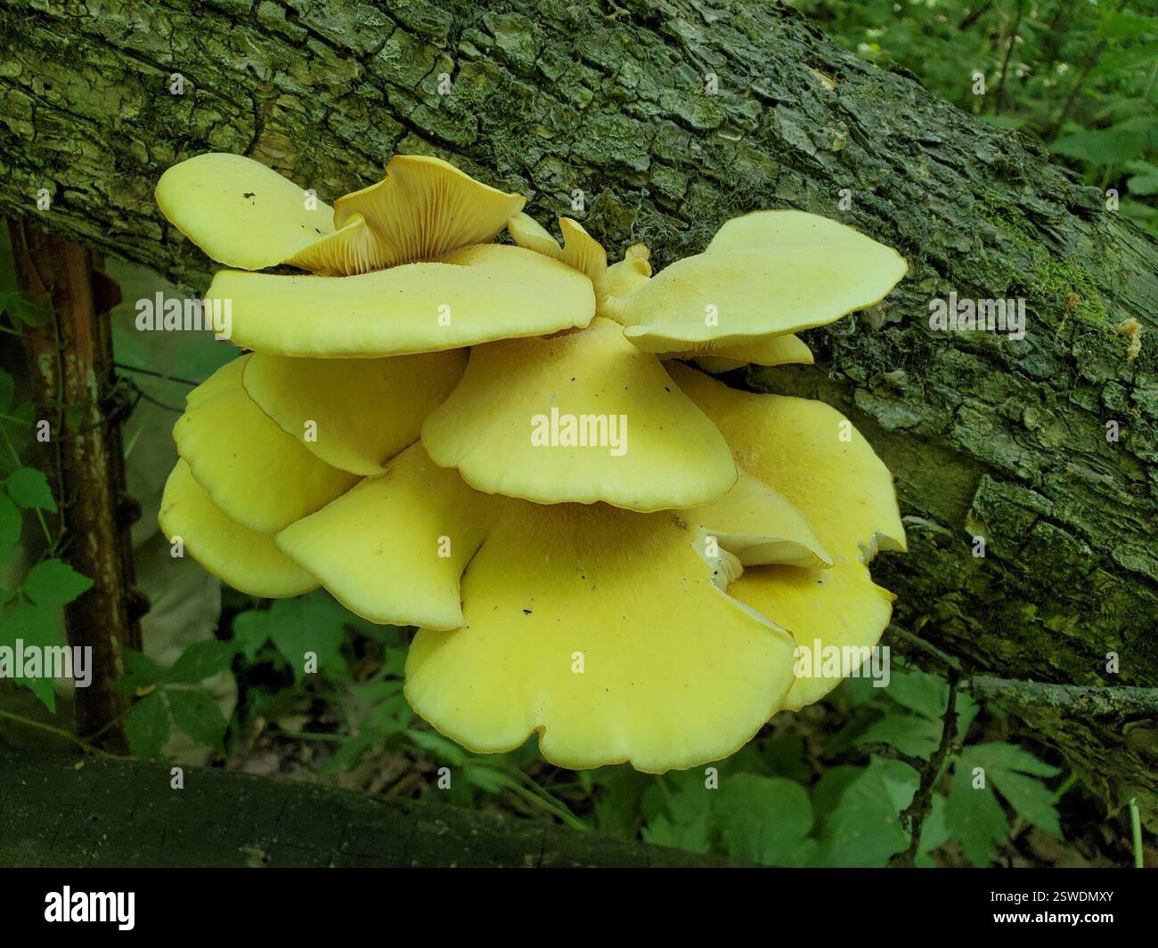 Golden Oyster Mushroom (Pleurotus citrinopileatus), Fungi, Wisconsin ...