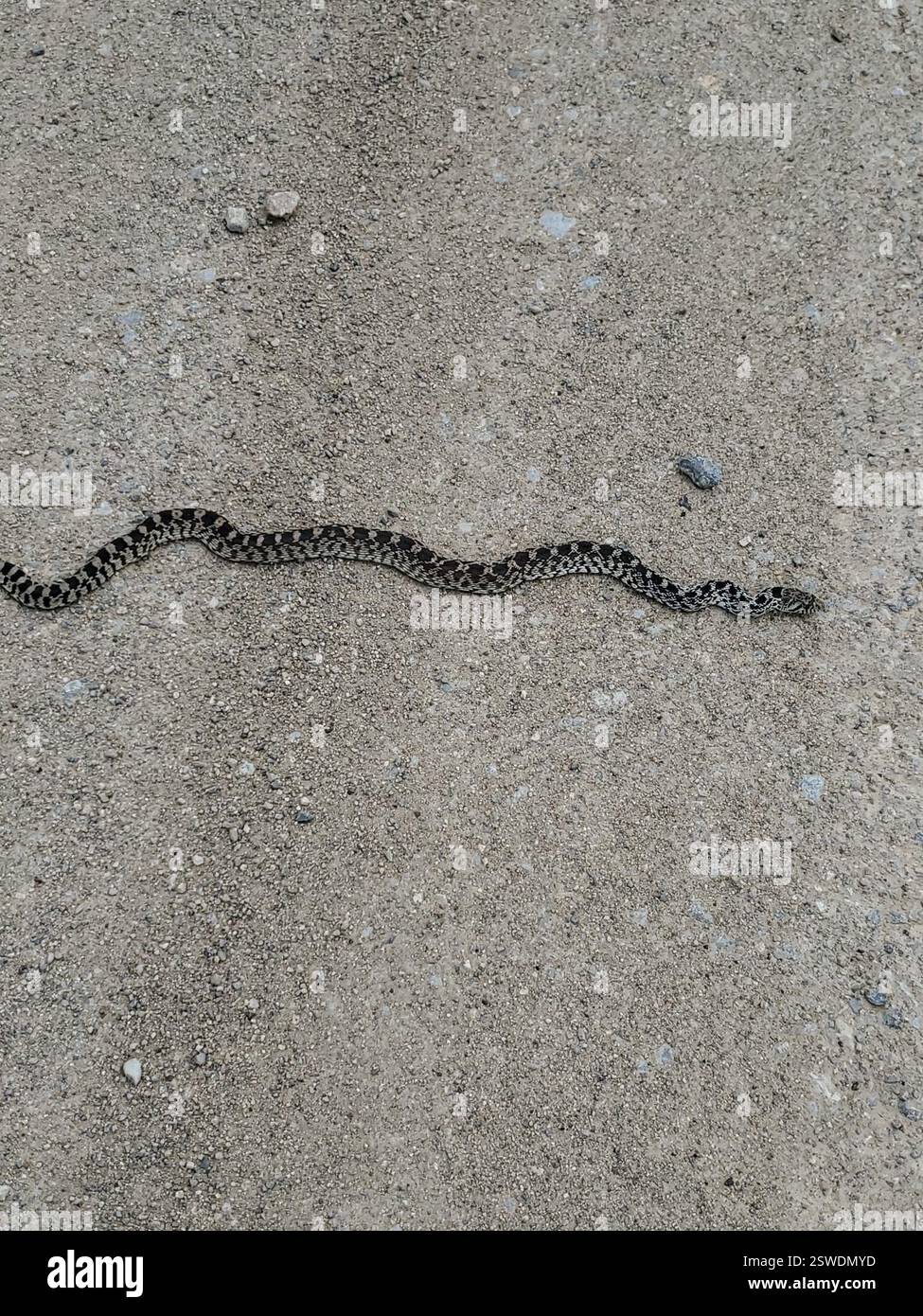 Bullsnake (Pituophis catenifer sayi), Reptilia, Fergus County, MT, USA ...