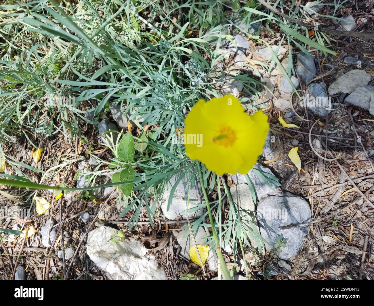 Mexican tulip poppy (Hunnemannia fumariifolia), Plantae, Rayones, N.L ...