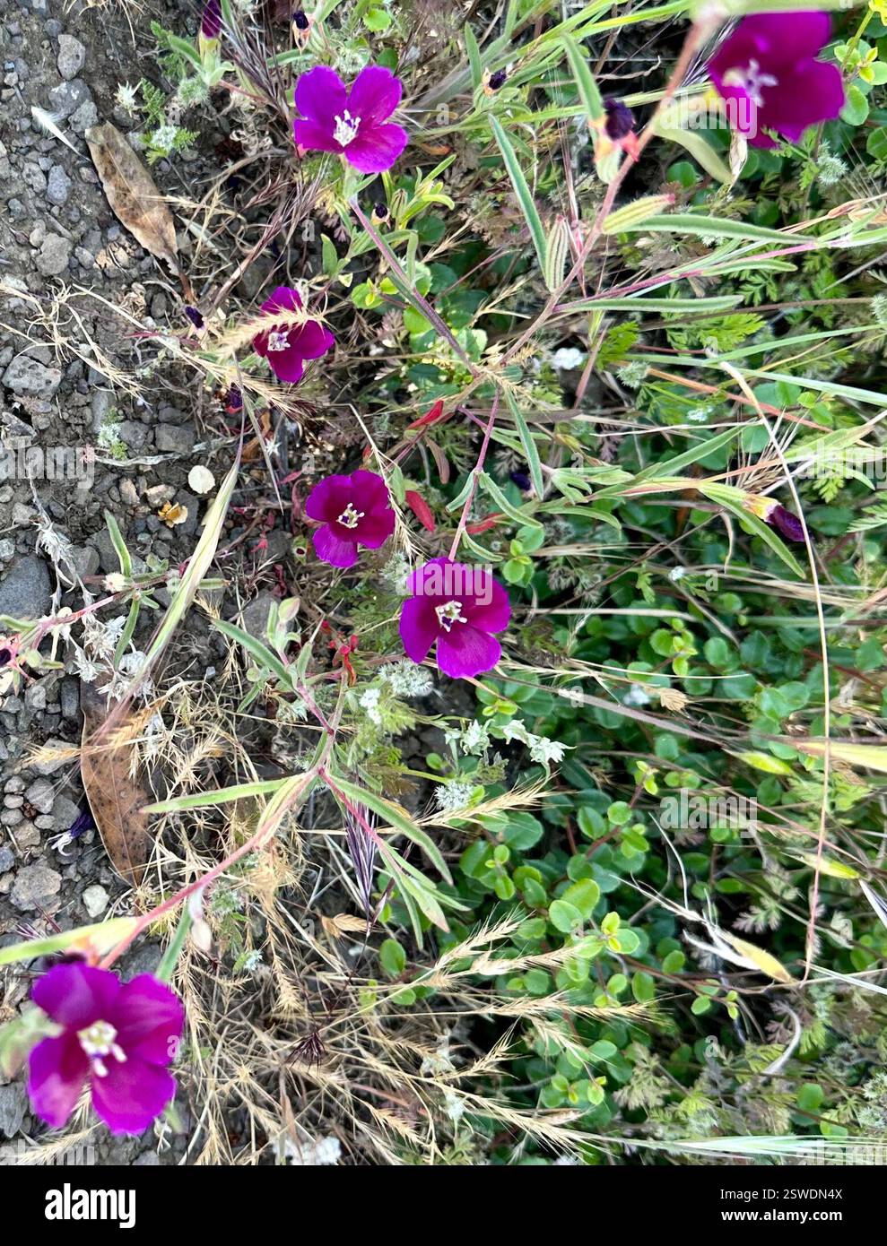 Winecup Clarkia (Clarkia purpurea), Plantae, Monte Bello Open Space ...
