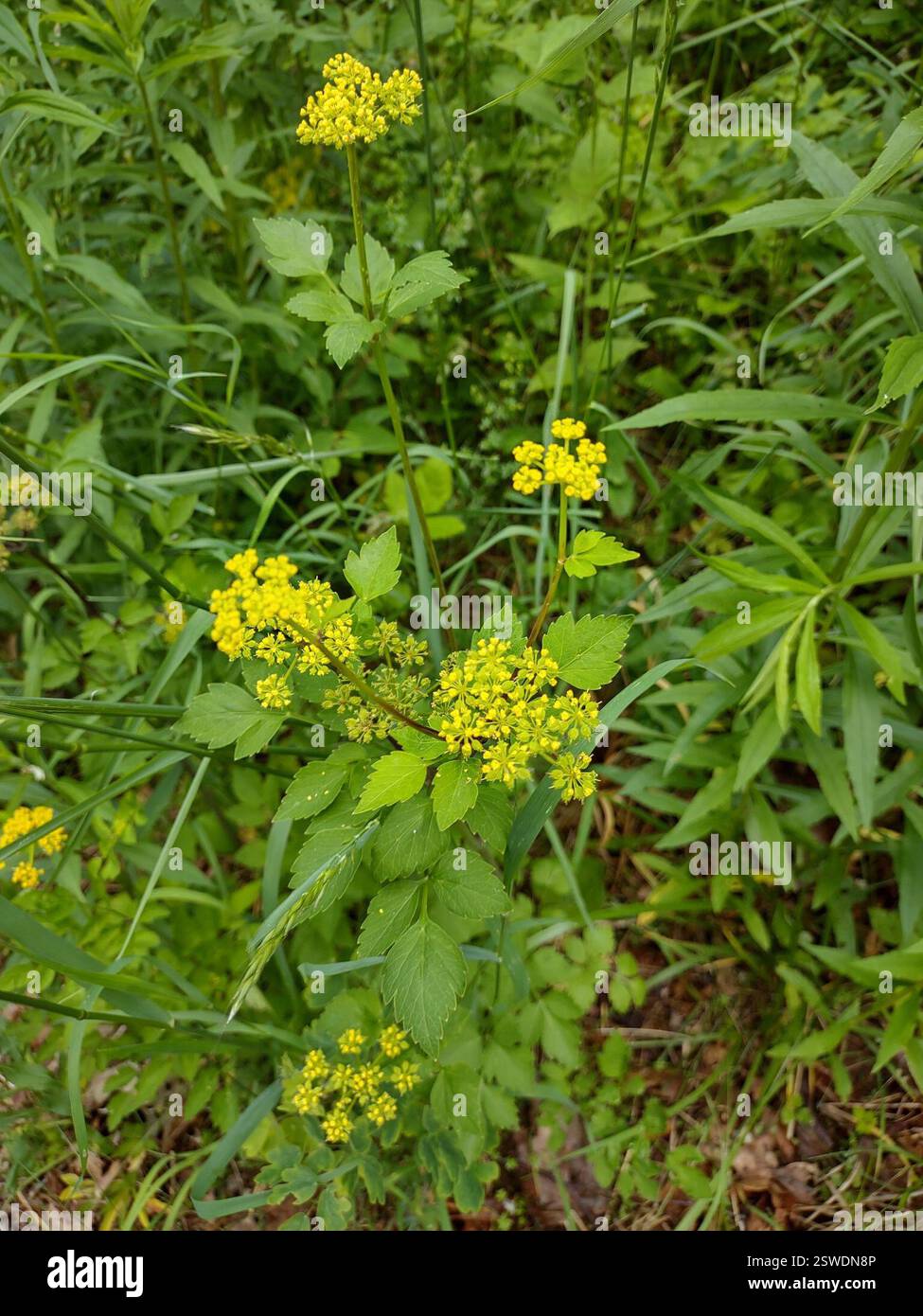 golden Alexanders (Zizia aurea), Plantae, Rileyville, VA 22650, USA ...
