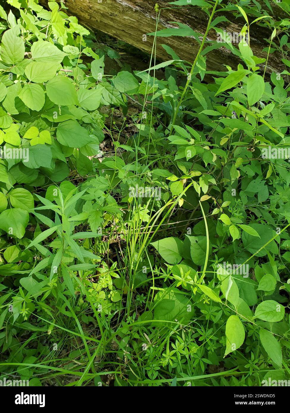 Greater Straw Sedge (Carex normalis), Plantae, Wisconsin, US Stock ...