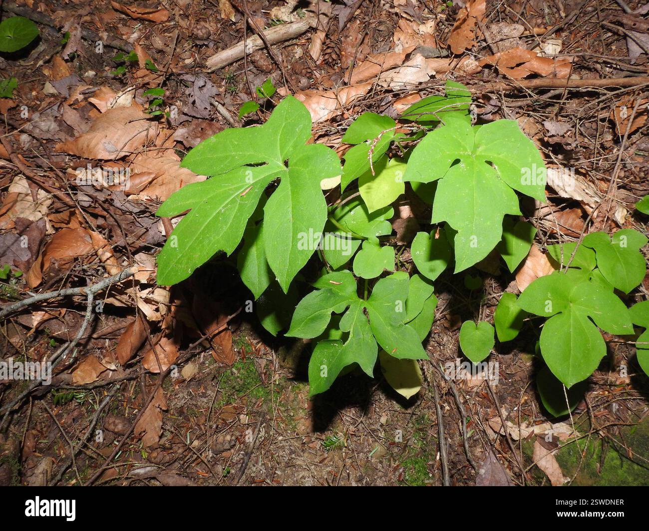 tall rattlesnake root (Nabalus altissimus), Plantae, Hocking County, OH ...