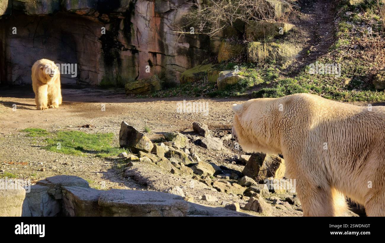 A fascinating sight of two majestic Polar Bears in their natural ...