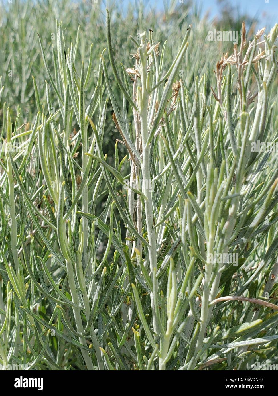 (Asteroideae), Plantae, Lake Point, UT 84074, USA Stock Photo - Alamy